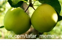Мемы. Татарча! | ТАТАРСКИЕ МЕМЫ! 2024 | ВКонтакте